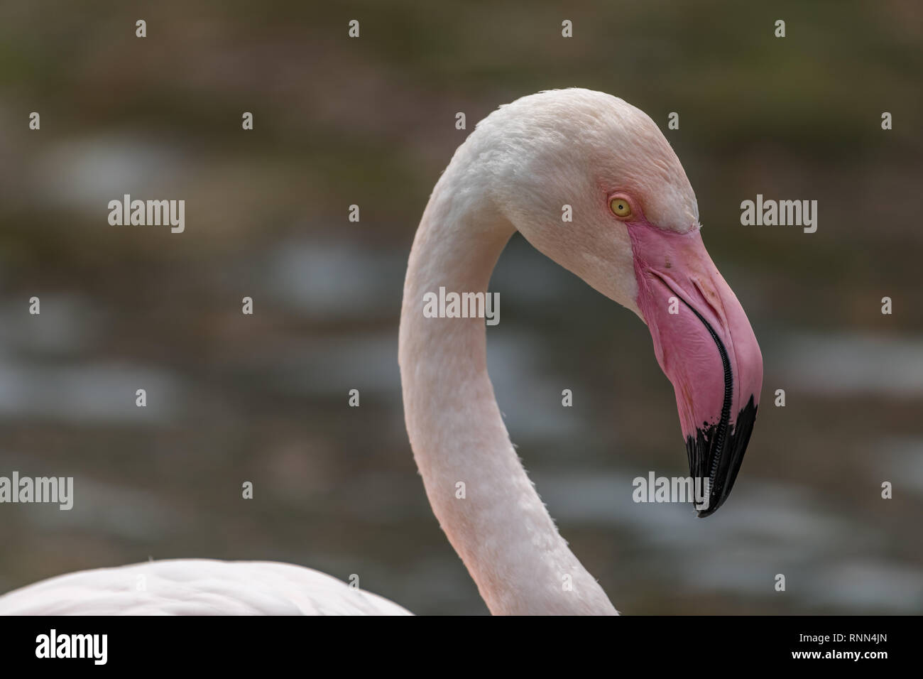 Pink Flamingo side shot - facing forward Stock Photo - Alamy