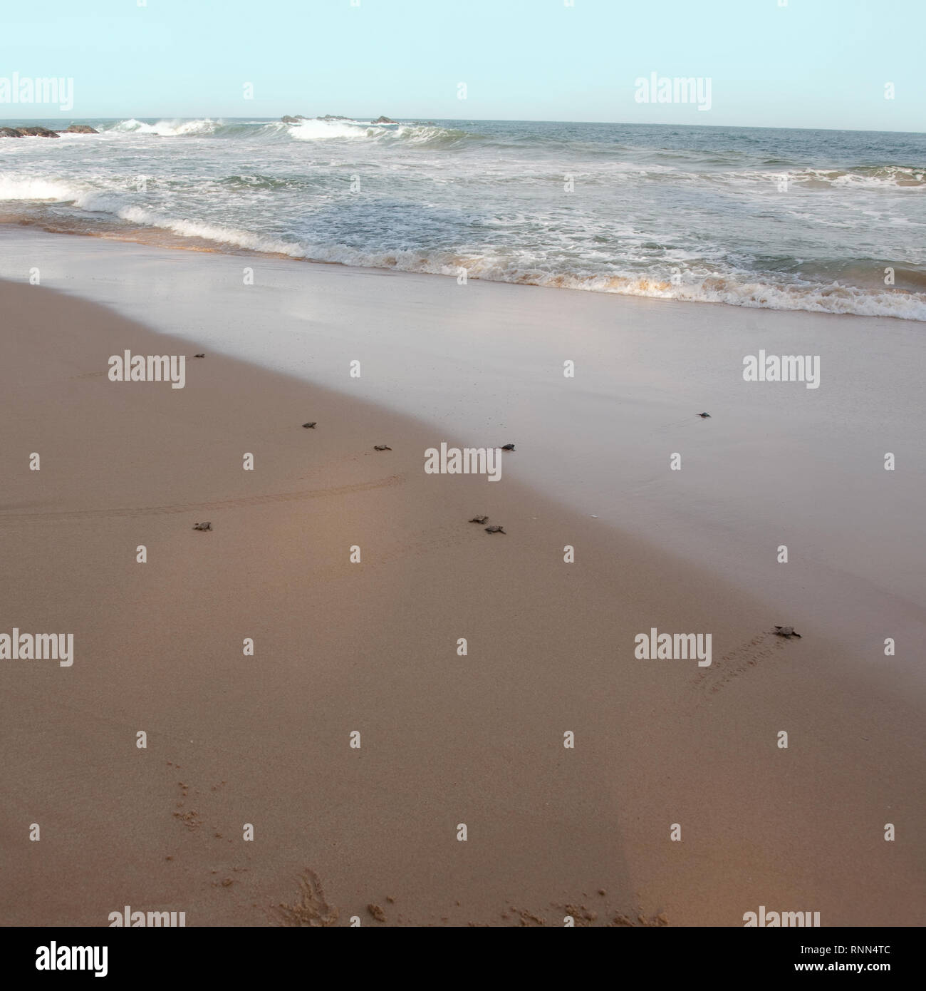 Loggerhead sea turtle emergence: the turtles emerge in a group and ...