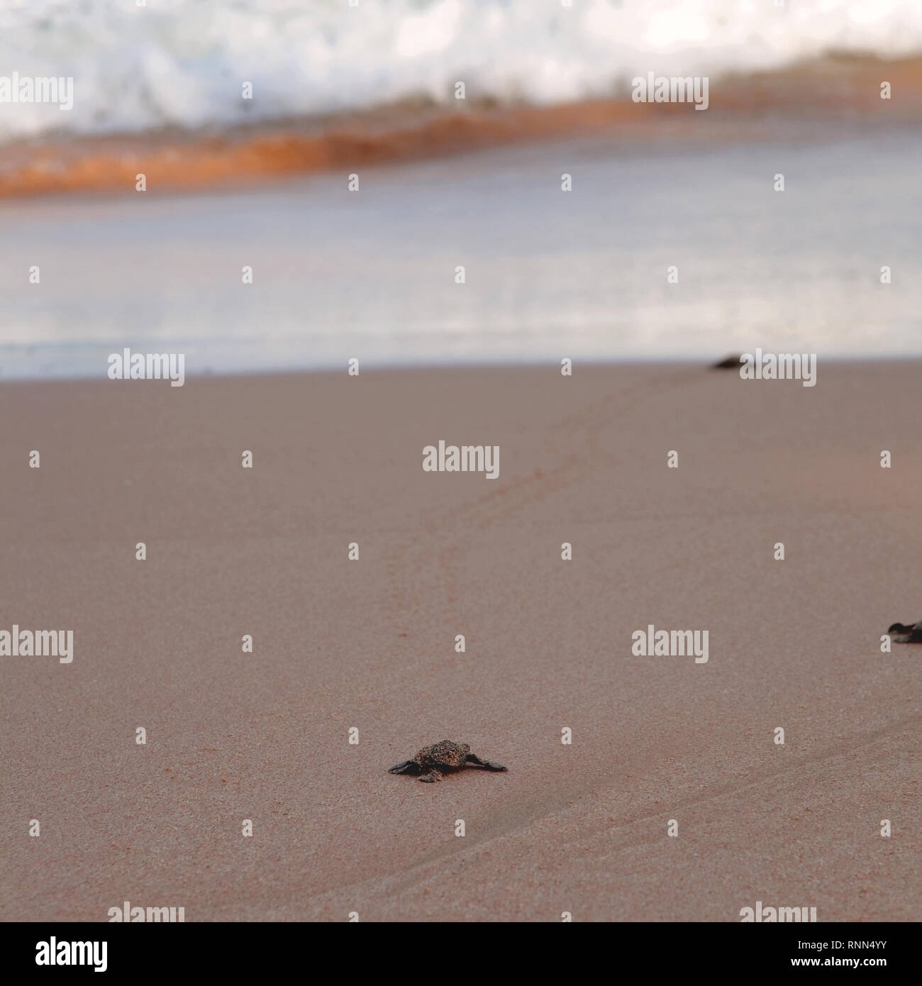 Loggerhead sea turtle emergence: the turtles emerge in a group and ...