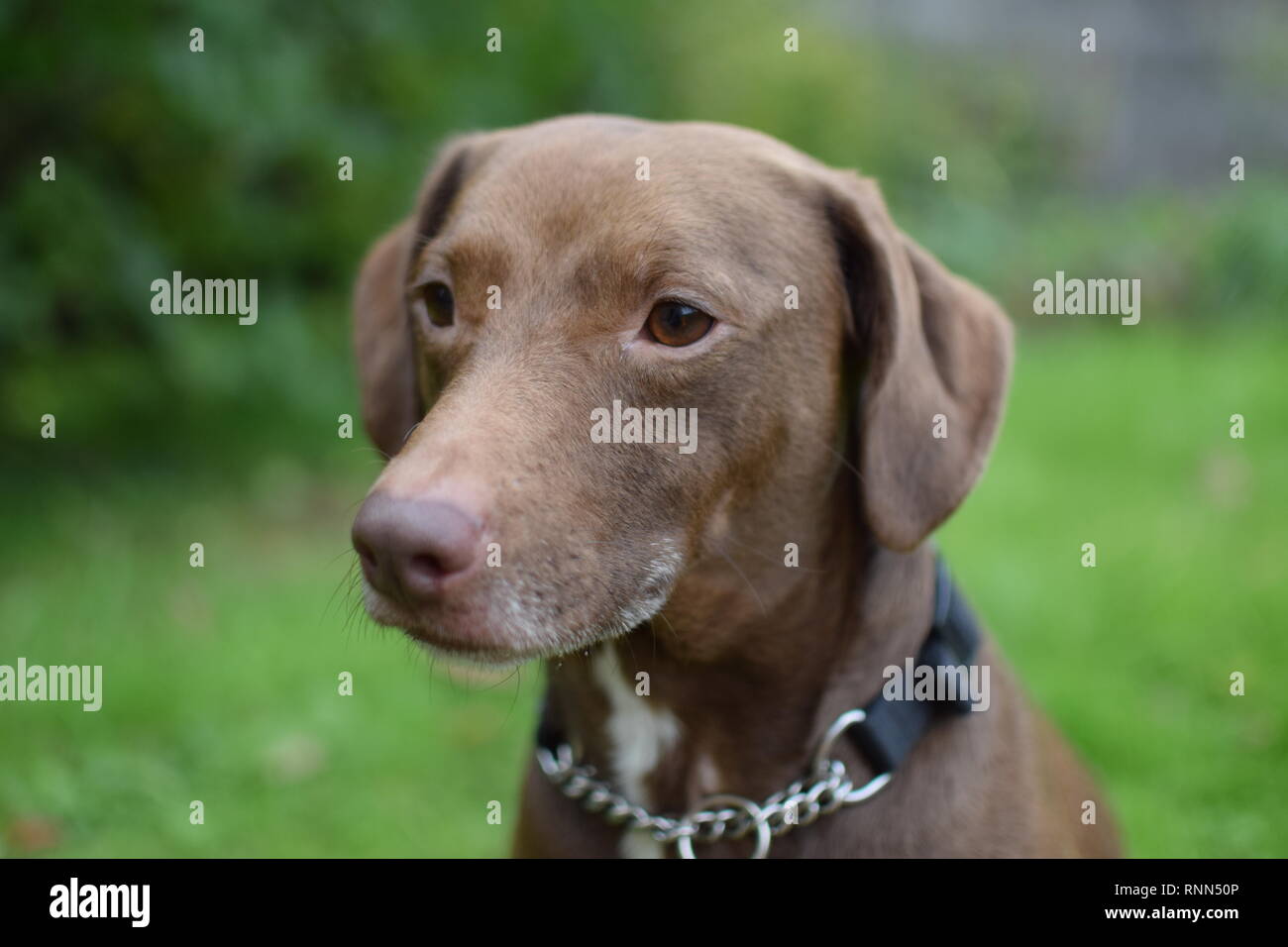 Labrador springer cross hi-res stock photography and images - Alamy