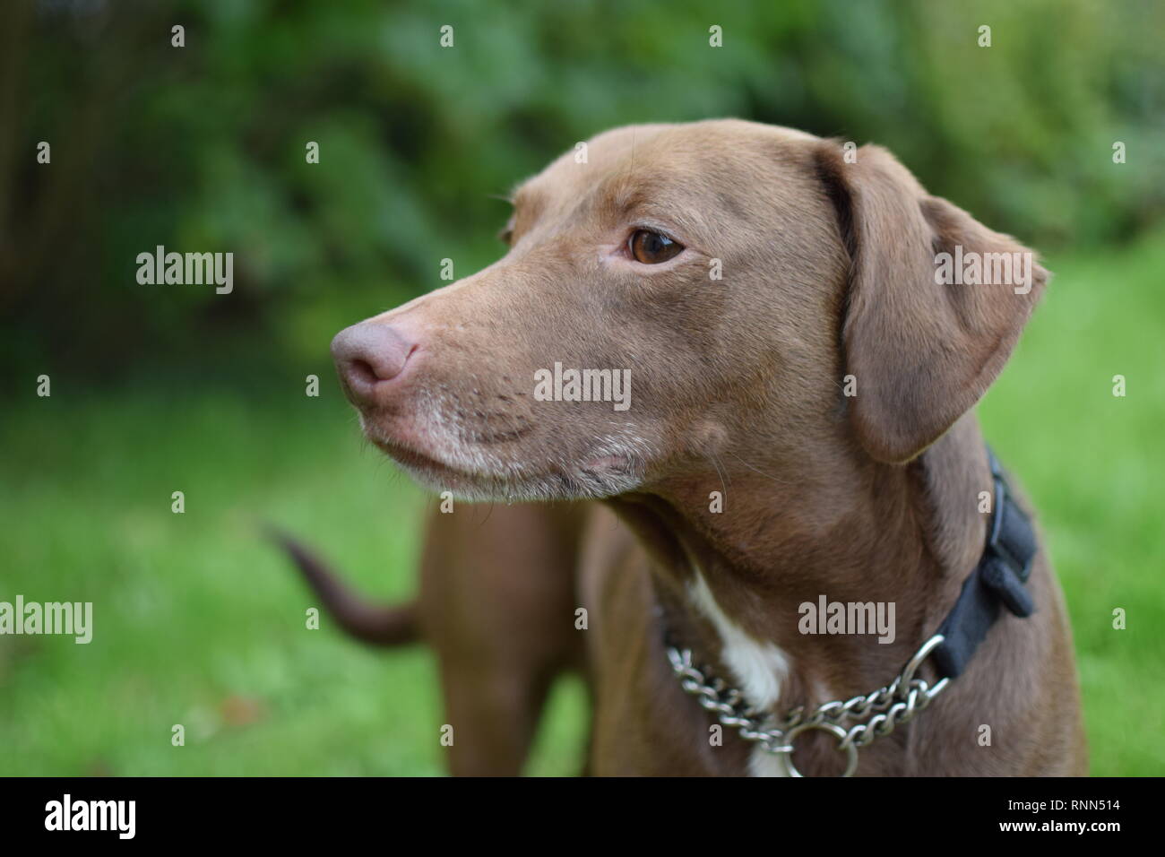 Labrador springer spaniel cross dog hi-res stock photography and images ...