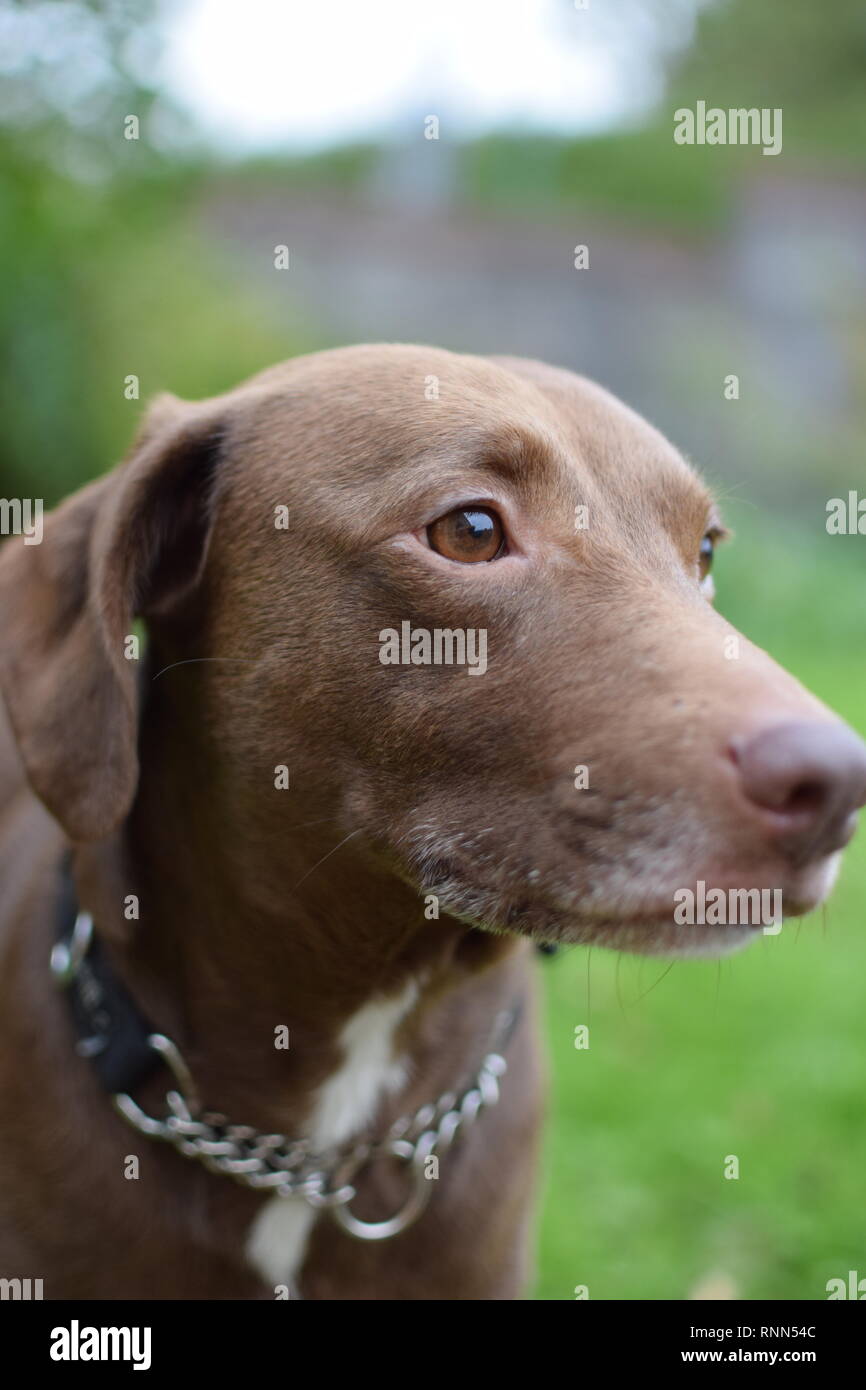 Labrador springer spaniel cross hi-res stock photography and images - Alamy