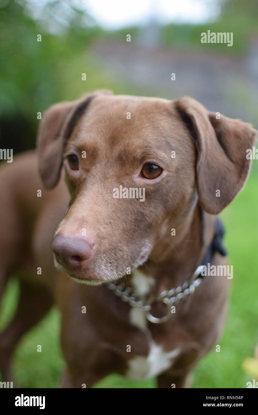 Labrador springer spaniel cross dog hi-res stock photography and images ...