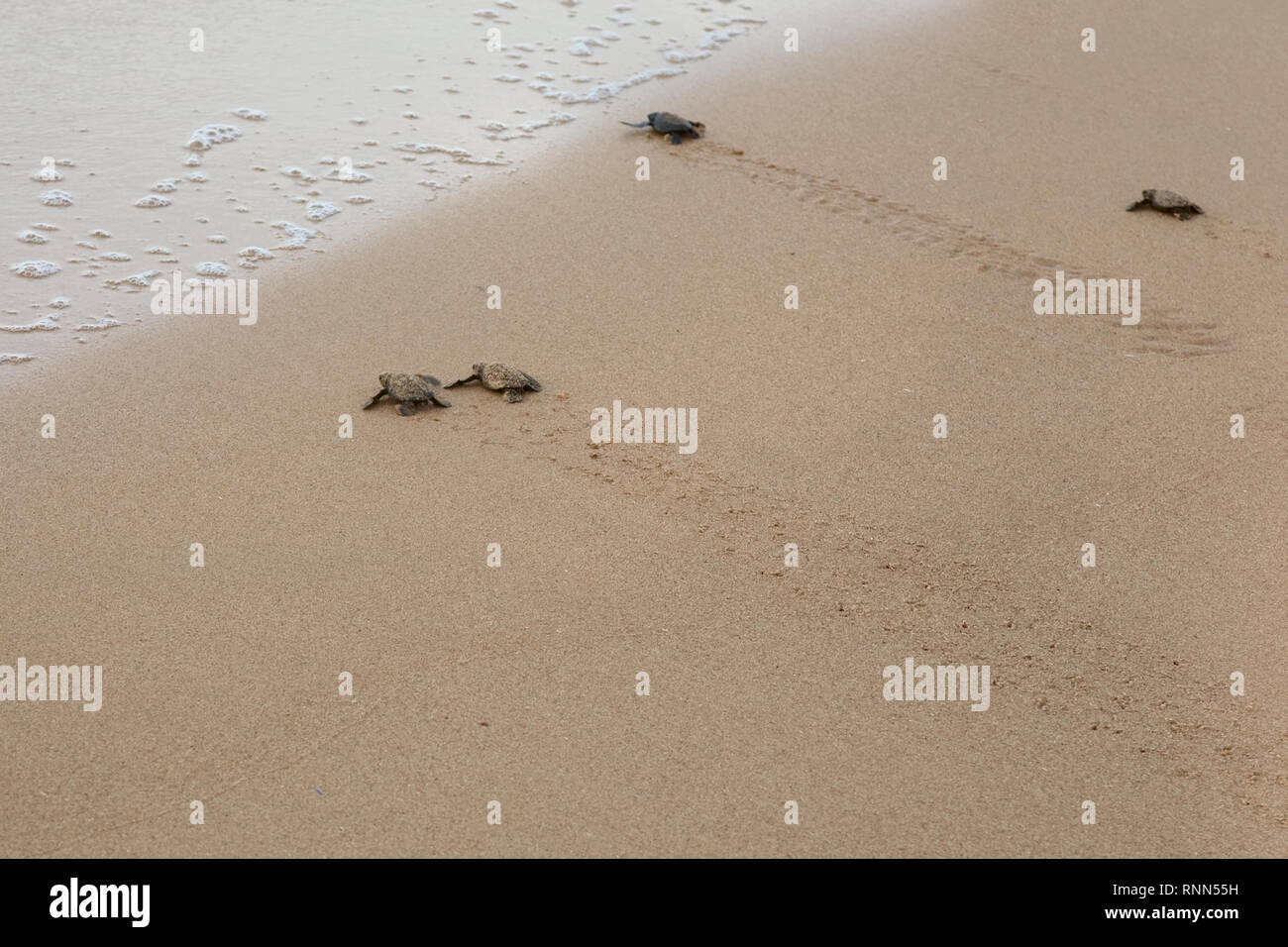 Loggerhead sea turtle emergence: the turtles emerge in a group and ...