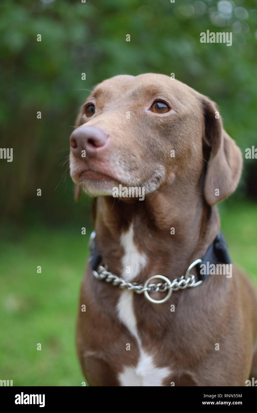 Labrador springer cross breed hi-res stock photography and images - Alamy