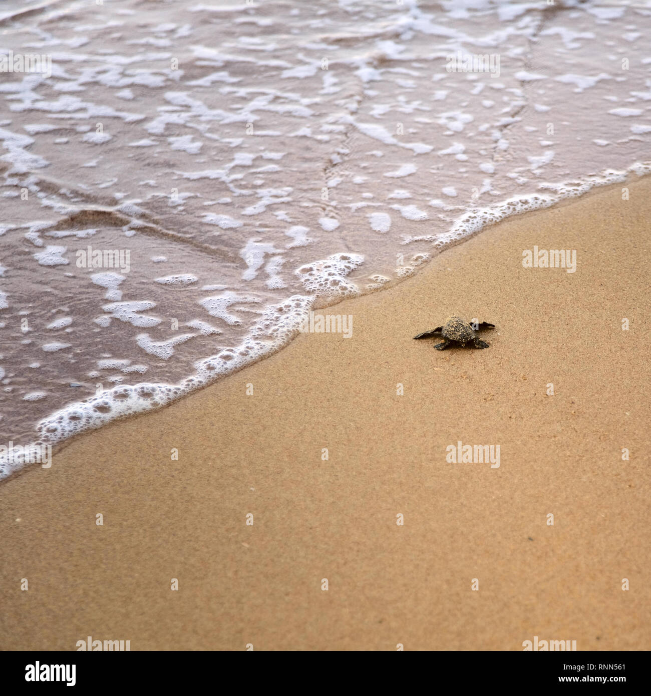 Loggerhead sea turtle emergence: the turtles emerge in a group and ...