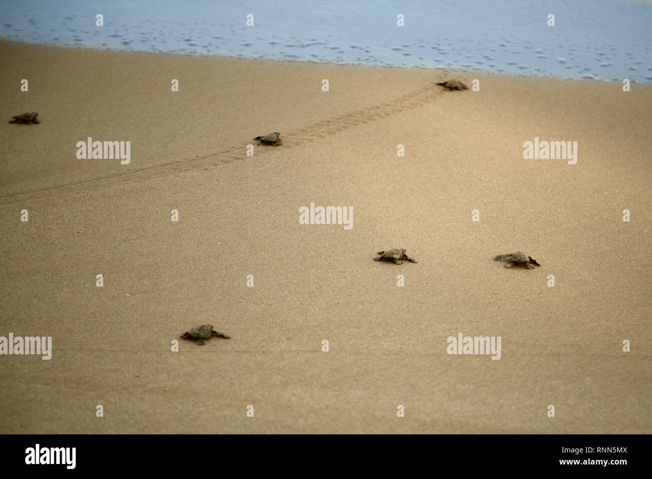 Loggerhead sea turtle emergence: the turtles emerge in a group and ...