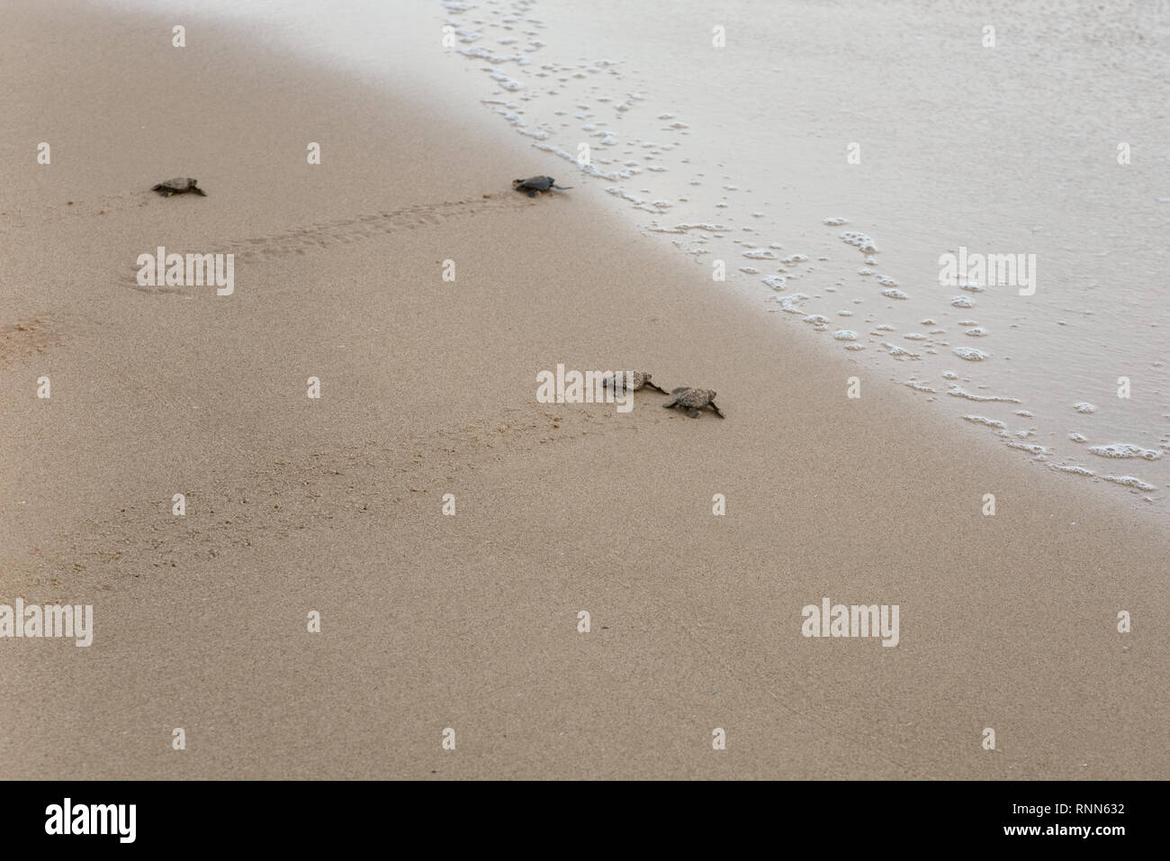 Loggerhead sea turtle emergence: the turtles emerge in a group and ...