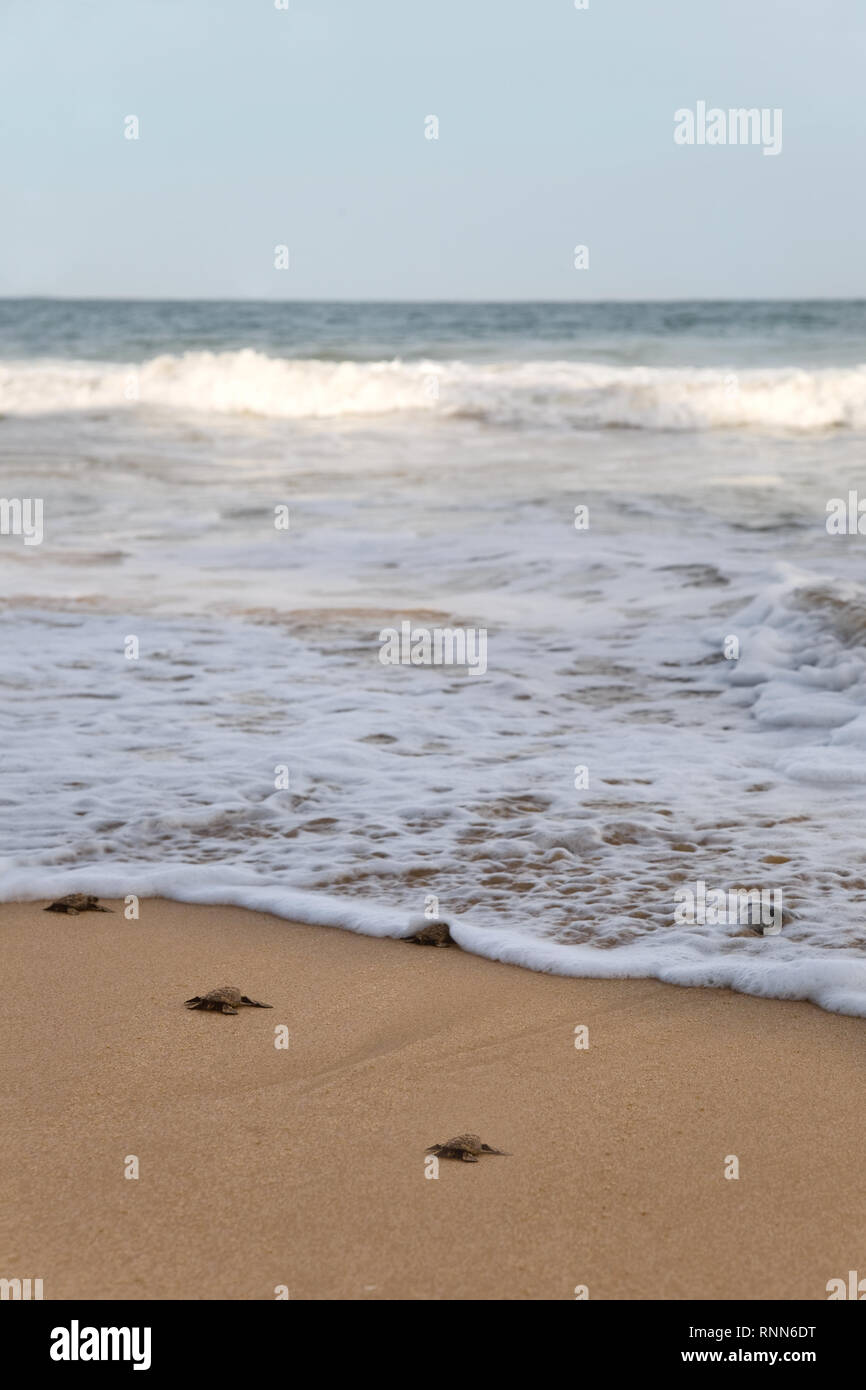 Loggerhead sea turtle emergence: the turtles emerge in a group and ...