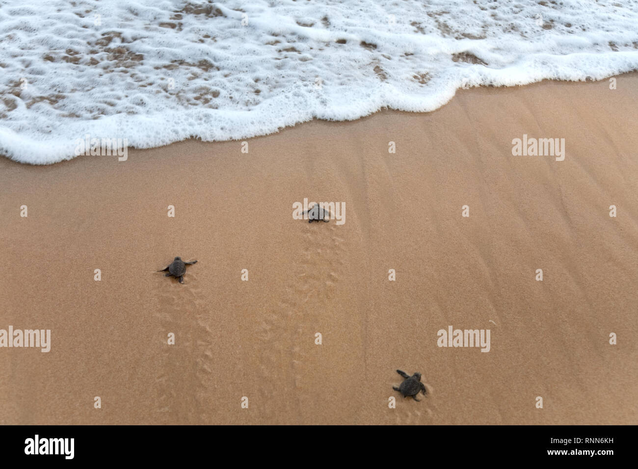 Loggerhead sea turtle emergence: the turtles emerge in a group and ...
