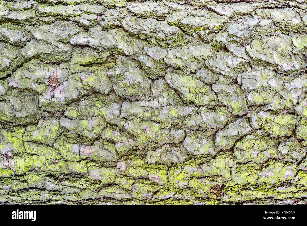 Pine tree bark texture. Surface of the tree trunk Stock Photo - Alamy