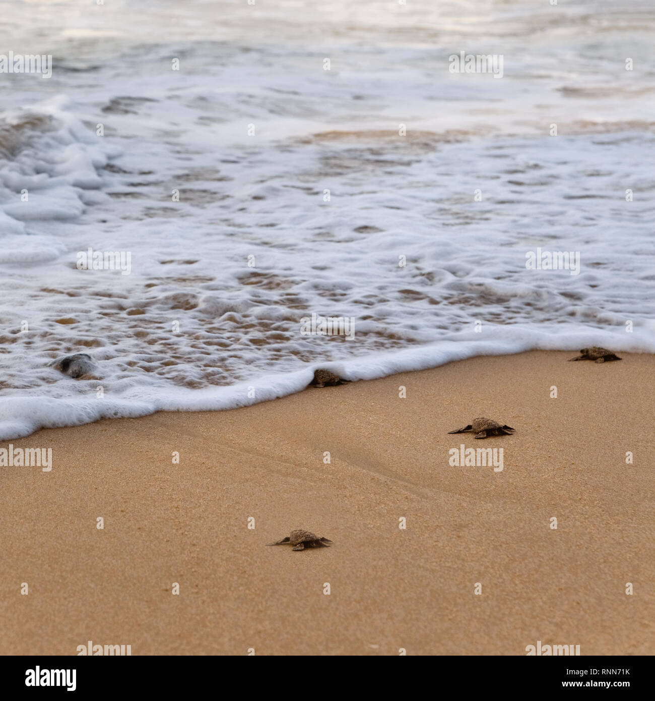 Loggerhead sea turtle emergence: the turtles emerge in a group and ...