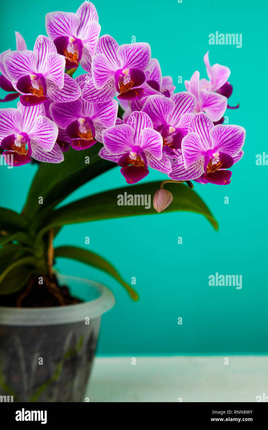 Pot room hi-res stock photography and images - Alamy