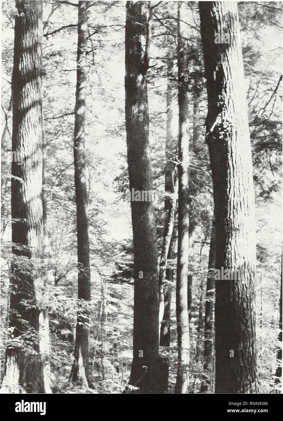 . An analysis of Pennsylvania's forest resources. Forests and forestry ...