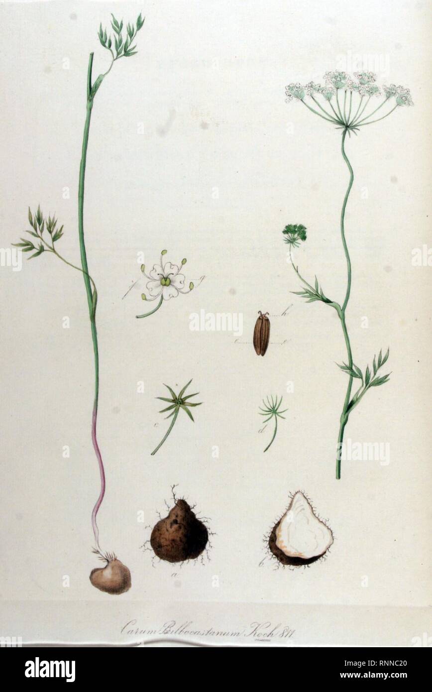 Carum bulbocastanum hi-res stock photography and images - Alamy