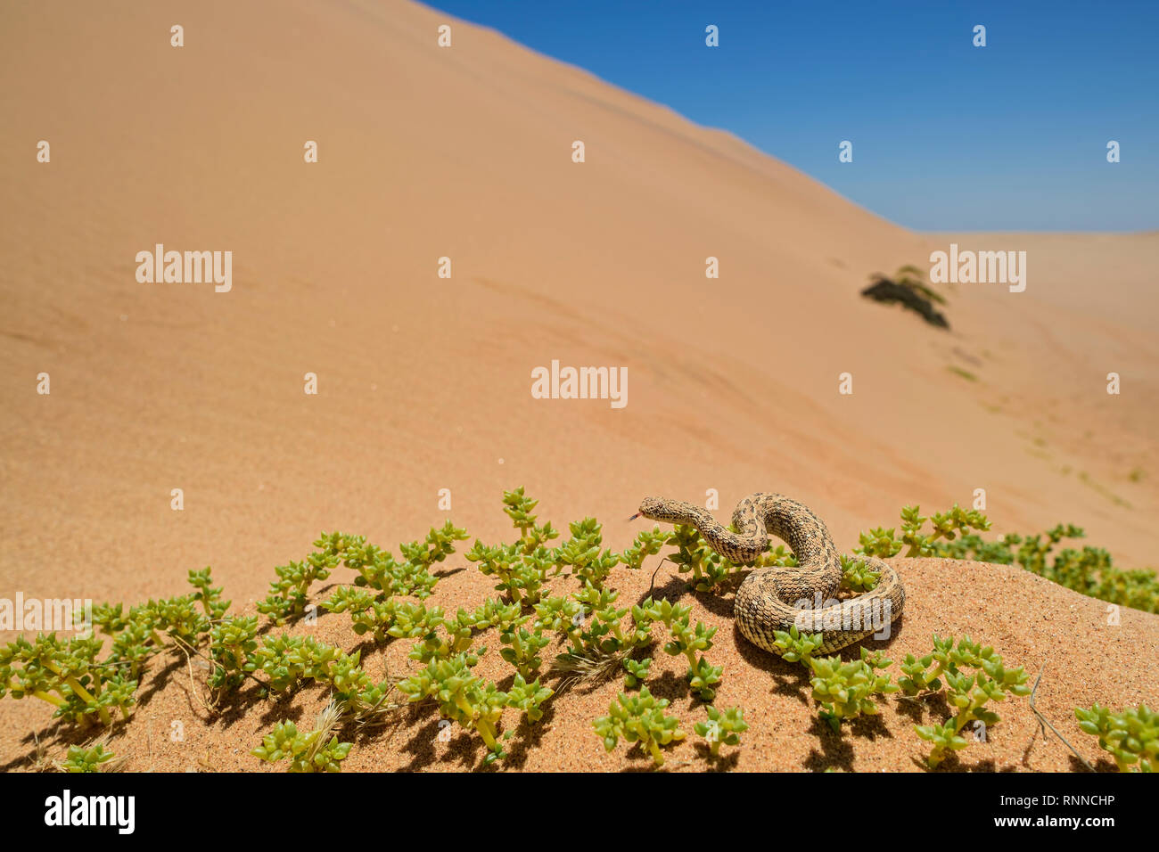 Peringuey's Adder - Bitis peringueyi, small venomous viper from Namib ...