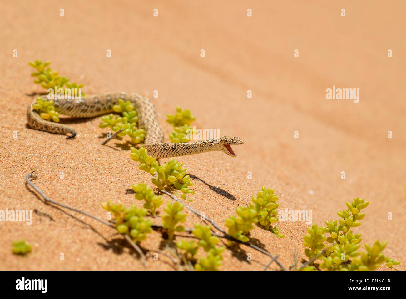 Peringuey's Adder - Bitis peringueyi, small venomous viper from Namib ...