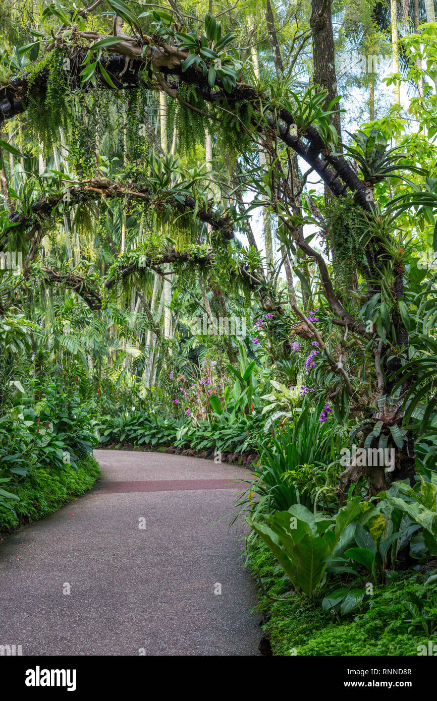 Singapore Botanic Garden, Bromeliads in National Orchid Garden Stock ...