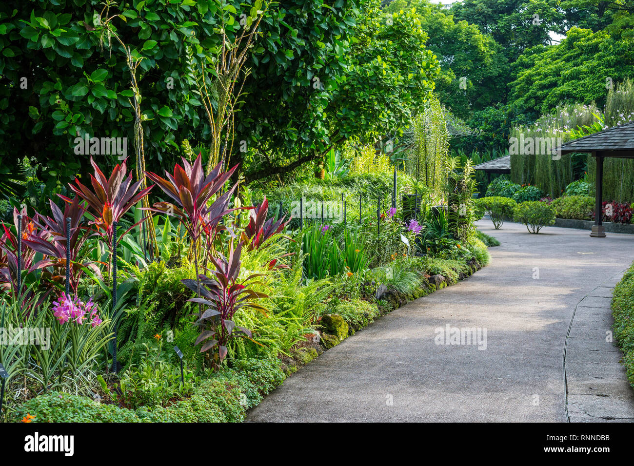 Singapore Botanic Garden, Pathway in National Orchid Garden Stock Photo ...