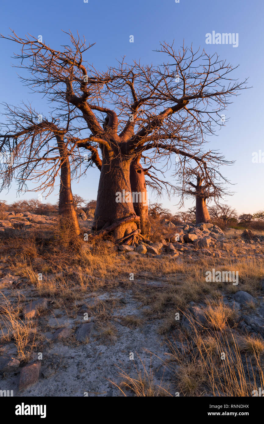Baobab trees at Kubu Island Stock Photo - Alamy