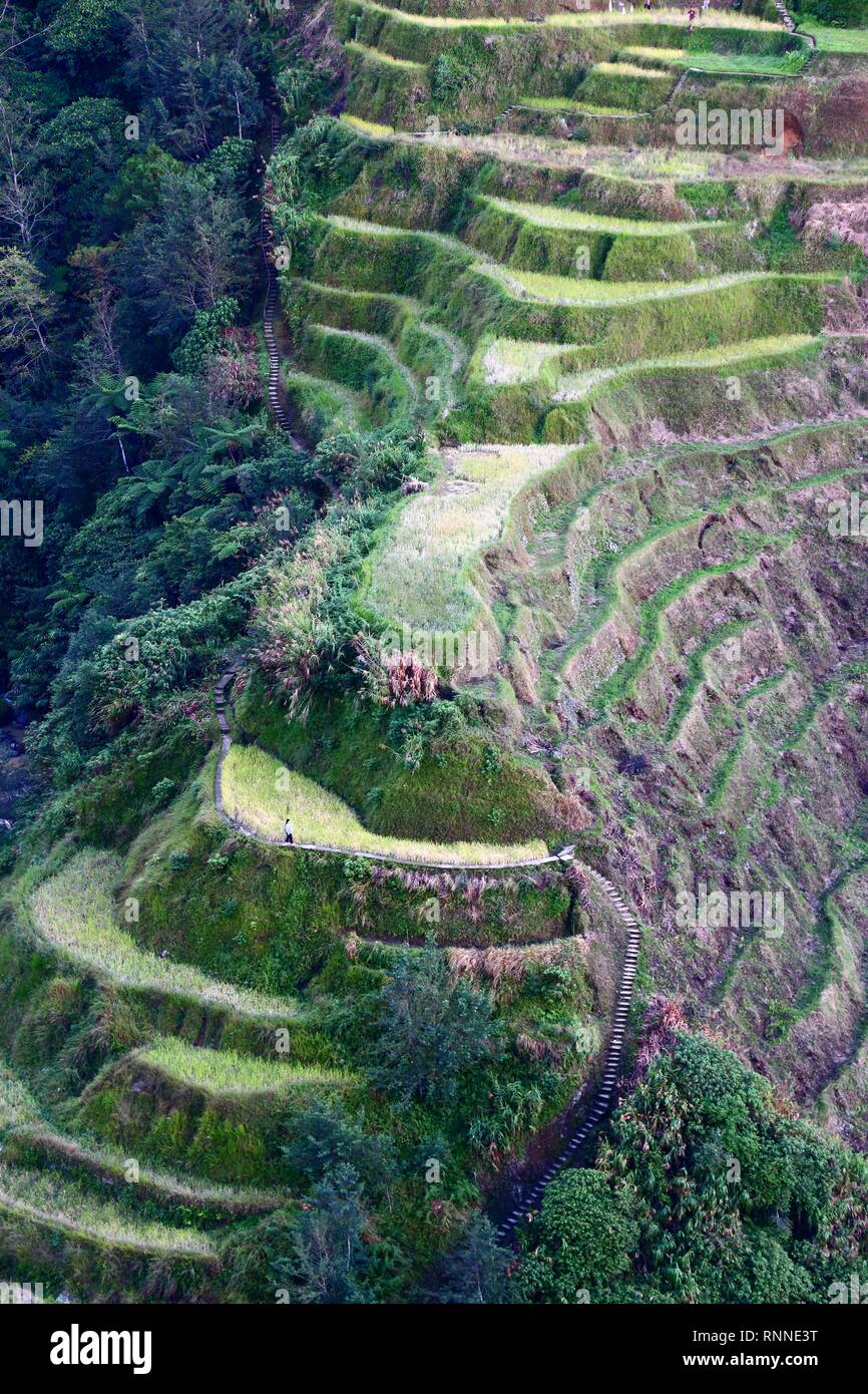 Philippine rice field hi-res stock photography and images - Alamy