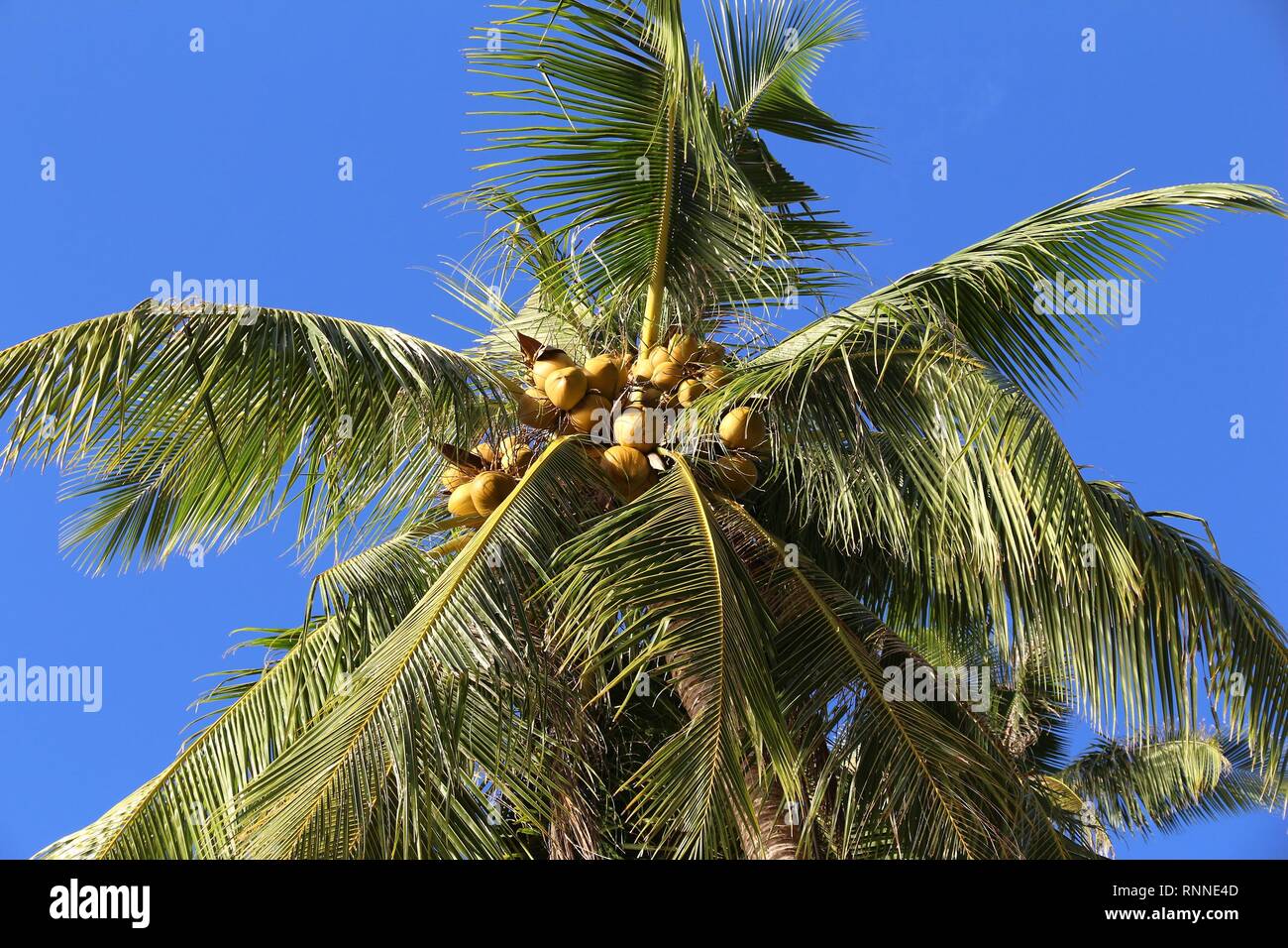 Philippines coconut tree hi-res stock photography and images - Alamy