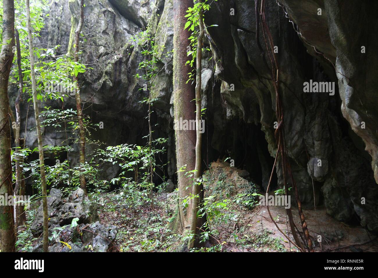 Jungle forest in Palawan island, Philippines. Tropical karst rainforest ...