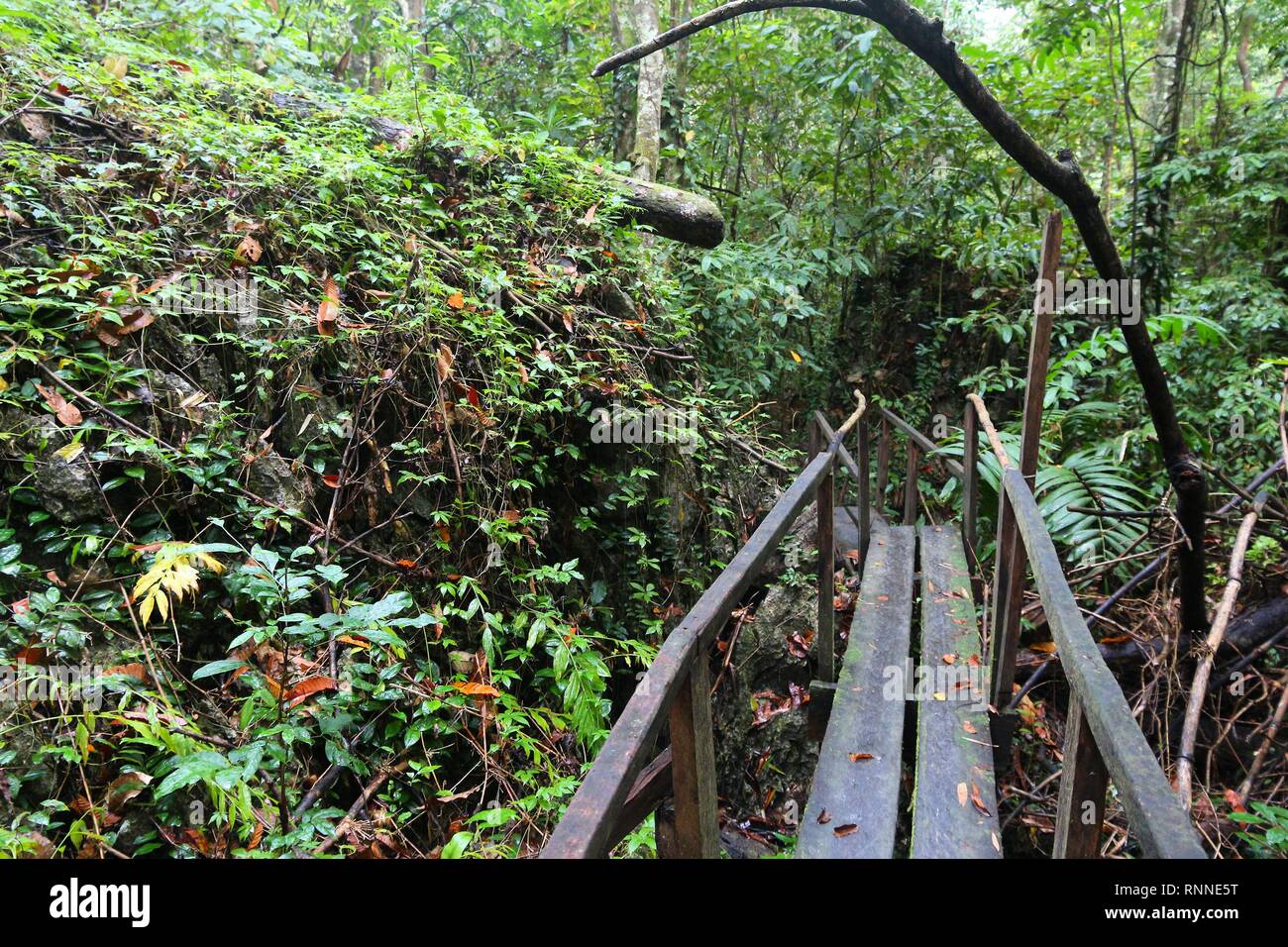 Jungle trail forest in Palawan island, Philippines. Tropical karst ...