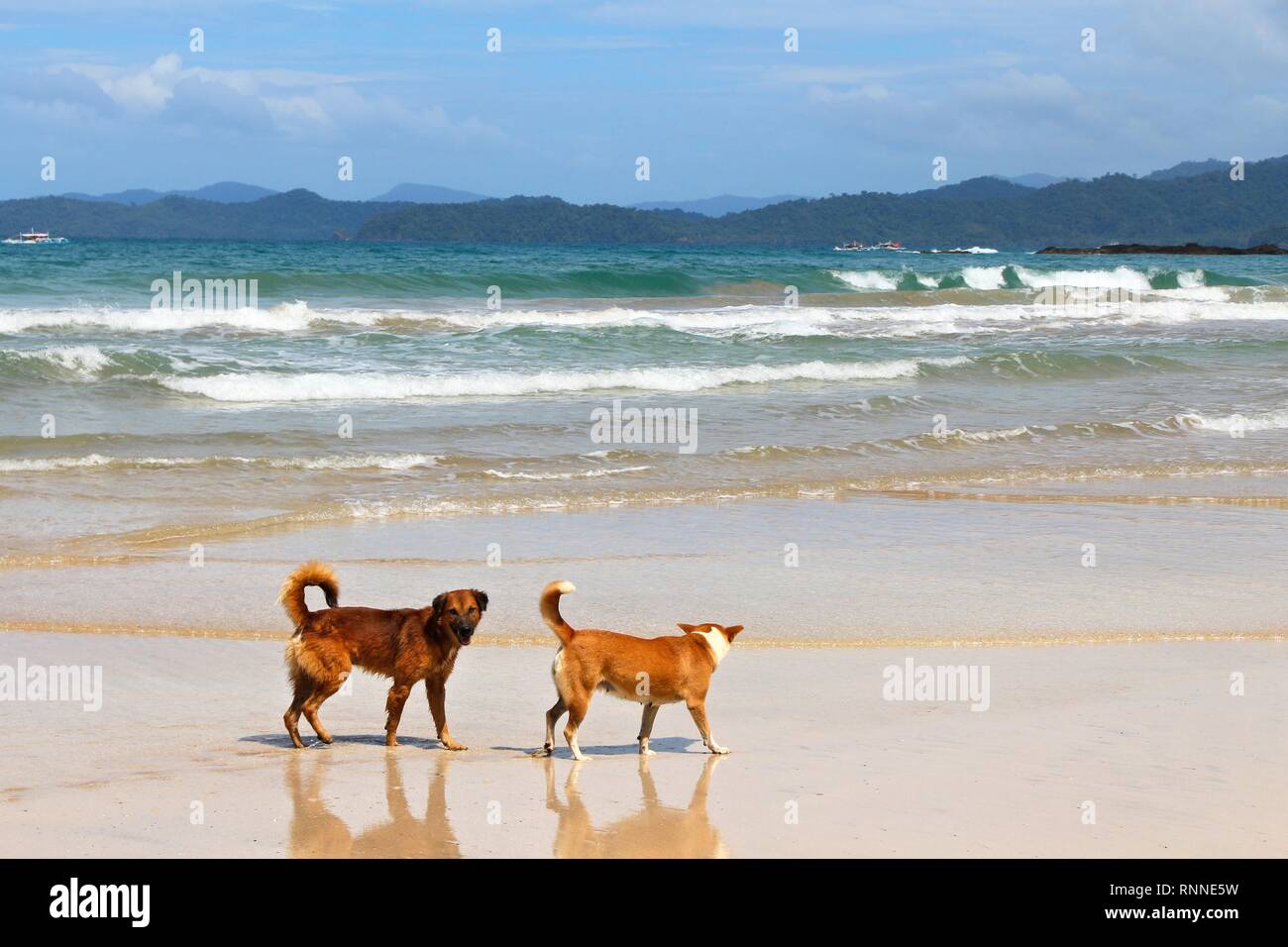 Philippines dog hi-res stock photography and images - Alamy