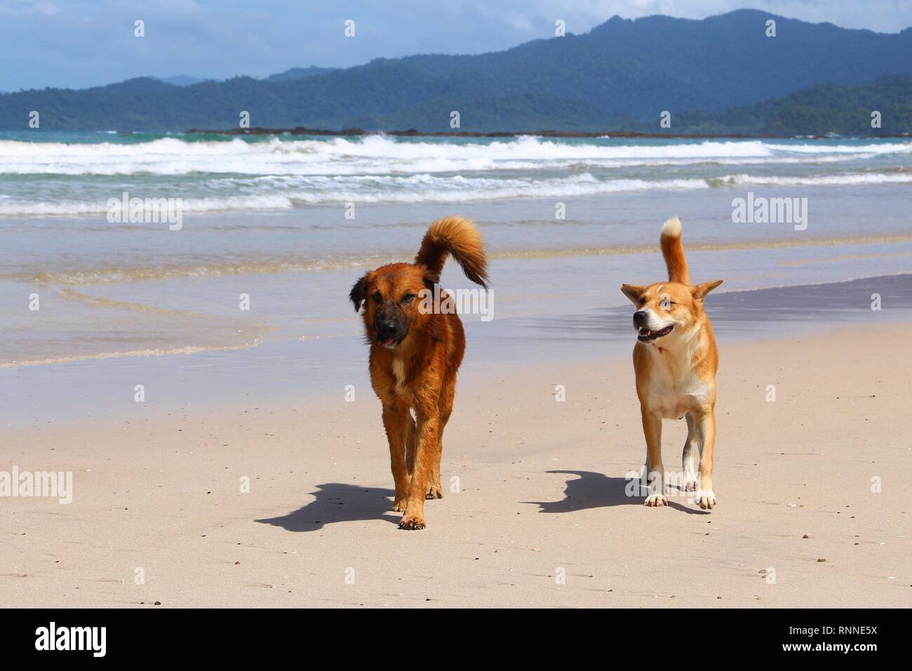 Dog friends on a beach - Sabang beach in Palawan island, Philippines ...