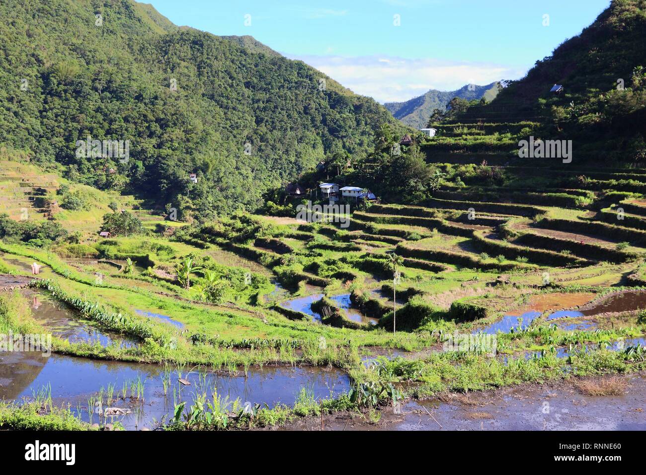 Philippines rice terraces - rice cultivation in Batad village (Banaue ...