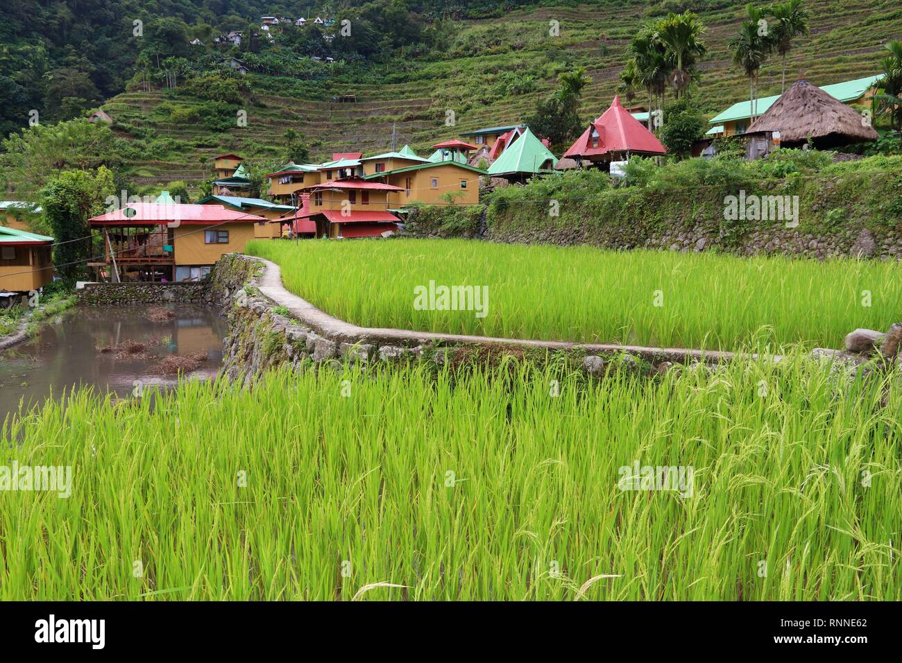 Philippines rice terraces - rice cultivation in Batad village (Banaue ...