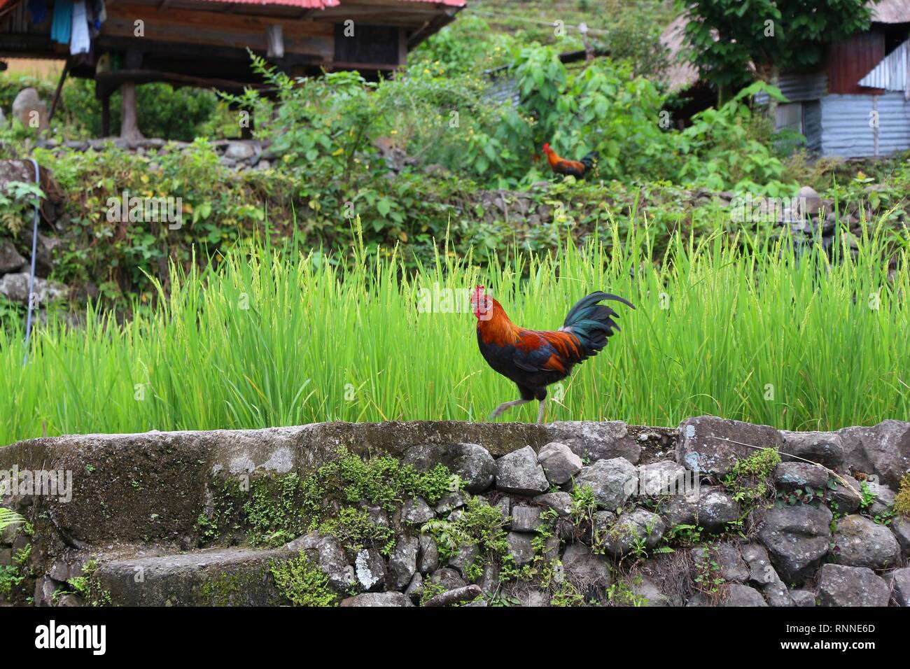 Philippines rice field in Batad village and a colorful rooster Stock ...