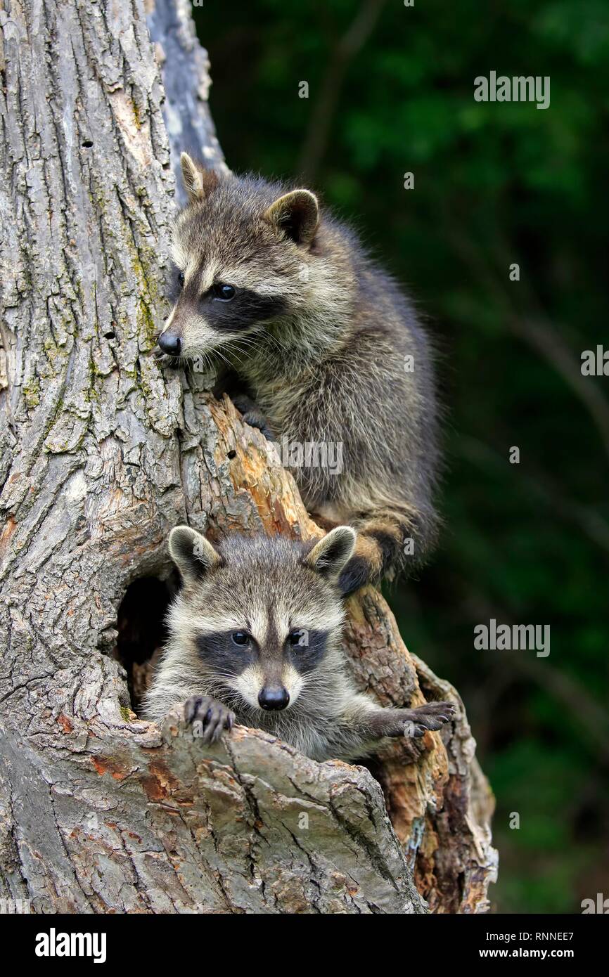 Raccoons (Procyon lotor), two young animals looking curiously from tree ...