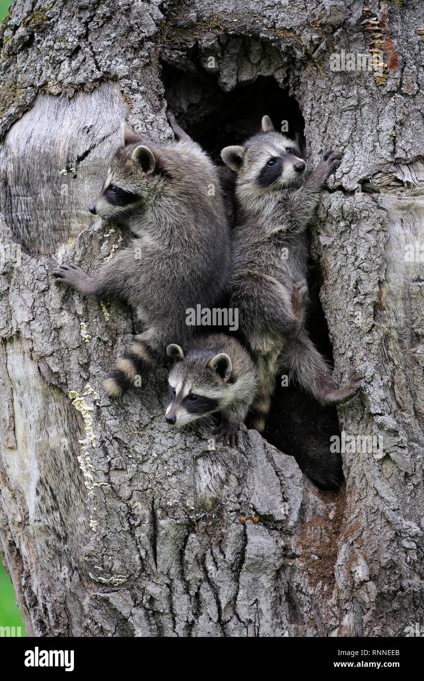 Three raccoons hi-res stock photography and images - Alamy