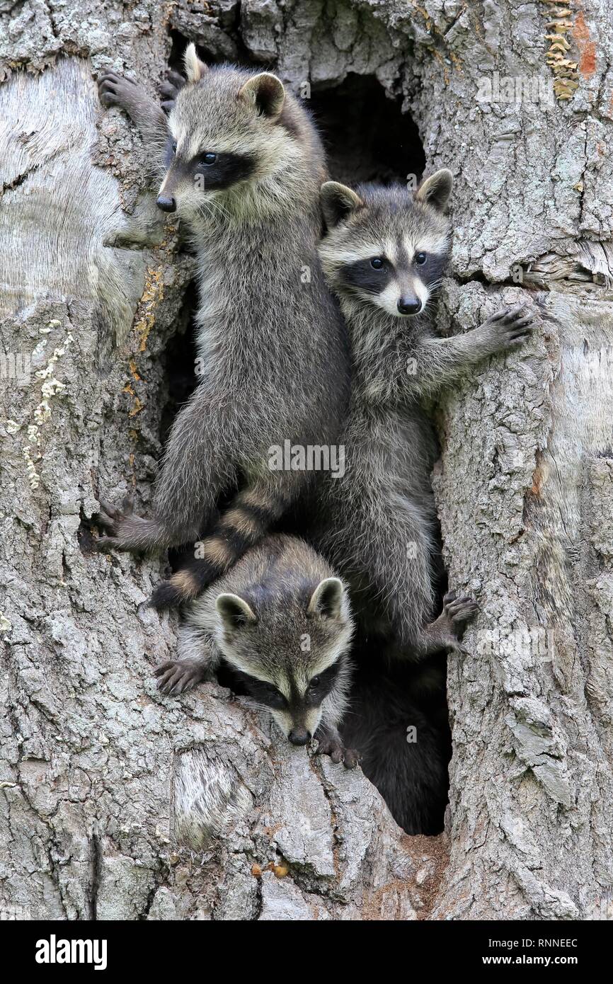 Three raccoons hi-res stock photography and images - Alamy