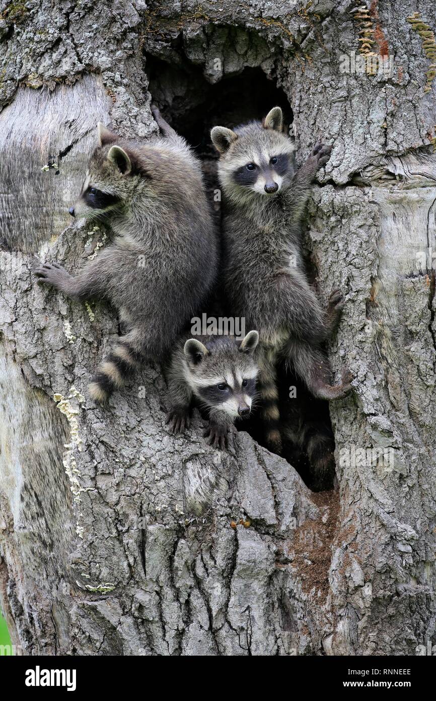 Three raccoons hi-res stock photography and images - Alamy