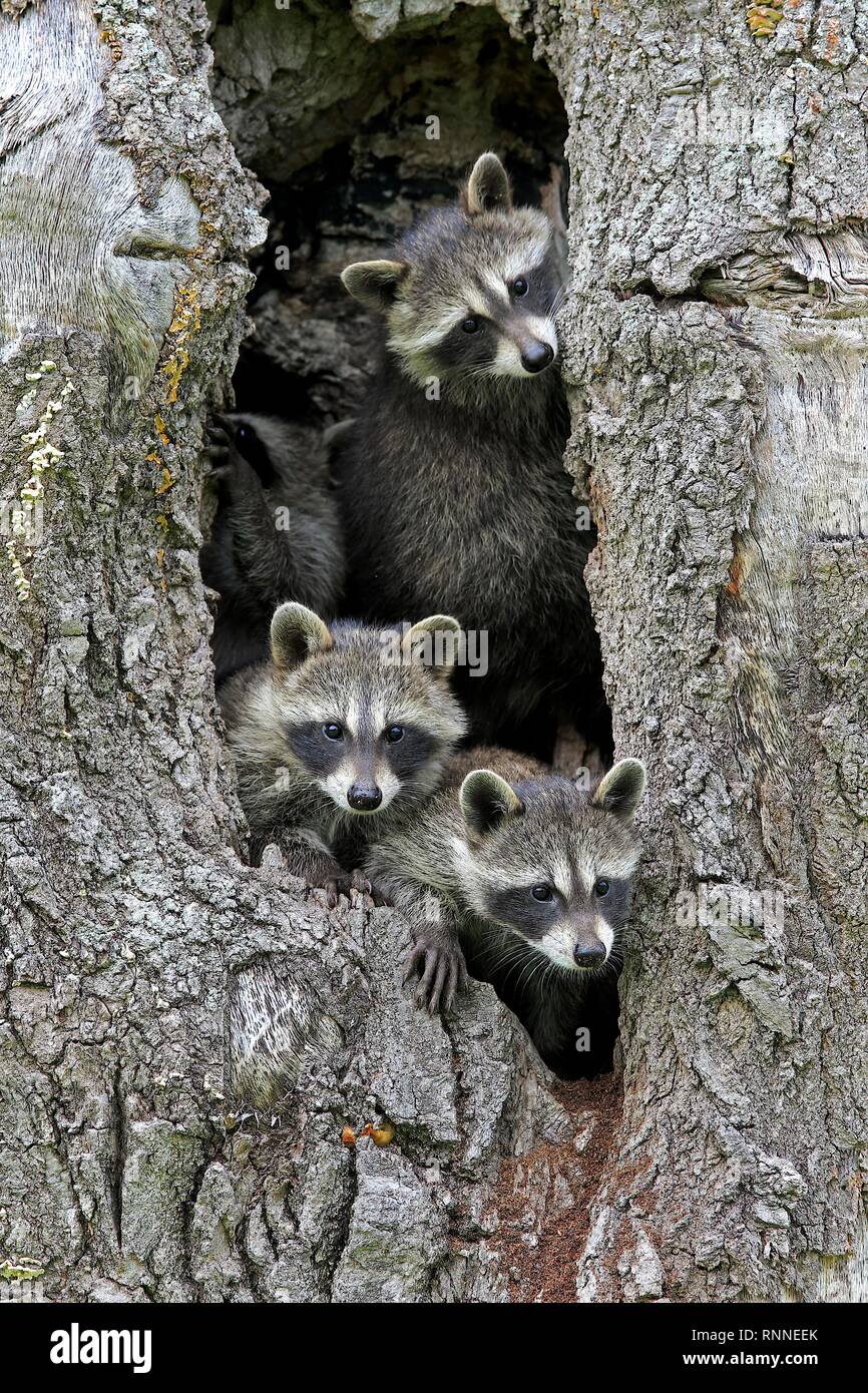 Three raccoons hi-res stock photography and images - Alamy