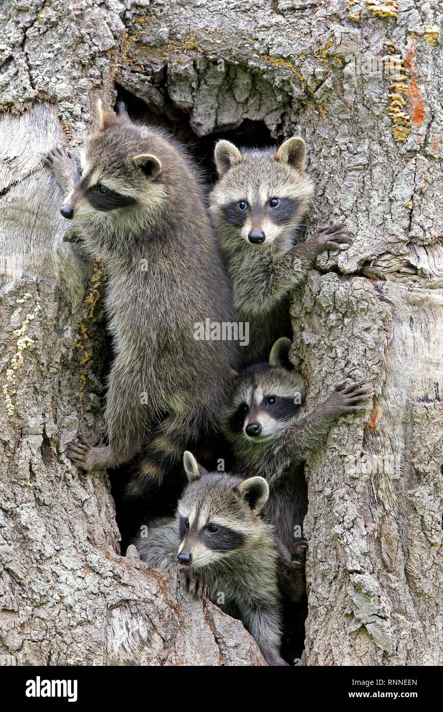 Three raccoons hi-res stock photography and images - Alamy