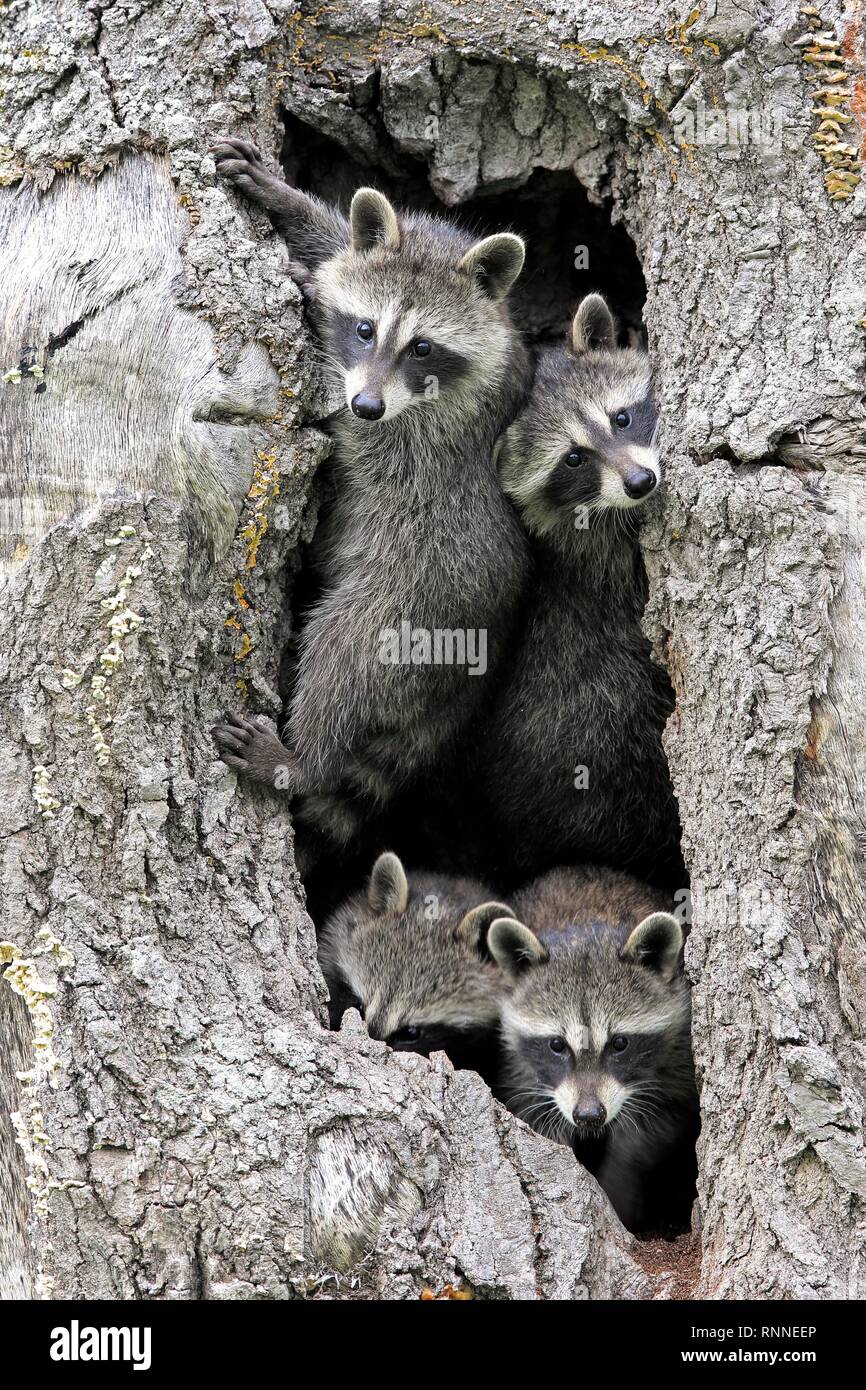 Three Raccoons High Resolution Stock Photography and Images - Alamy