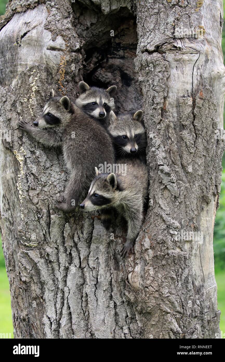 Raccoons (Procyon lotor), three young animals looking curiously from ...