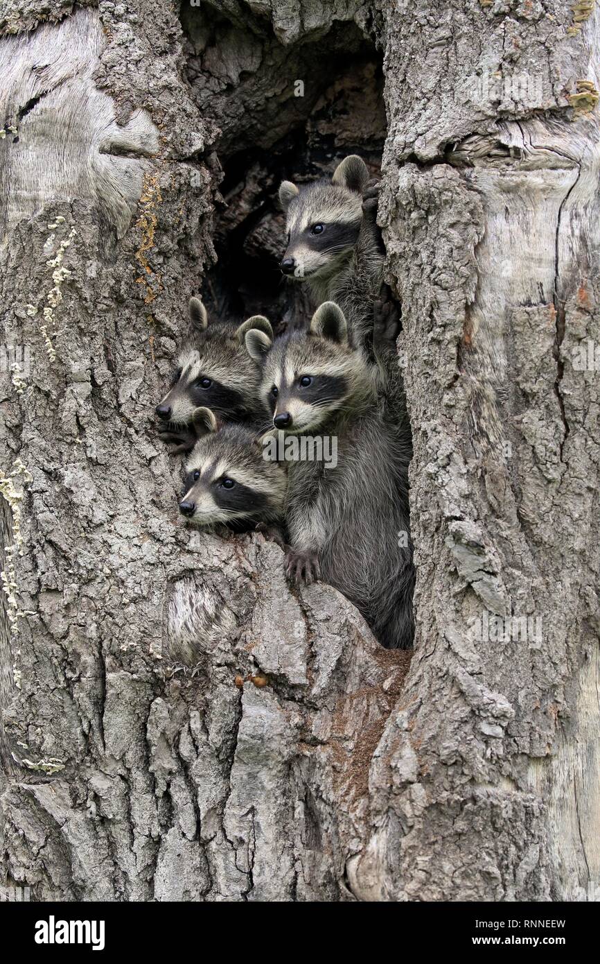 Three raccoons hi-res stock photography and images - Alamy