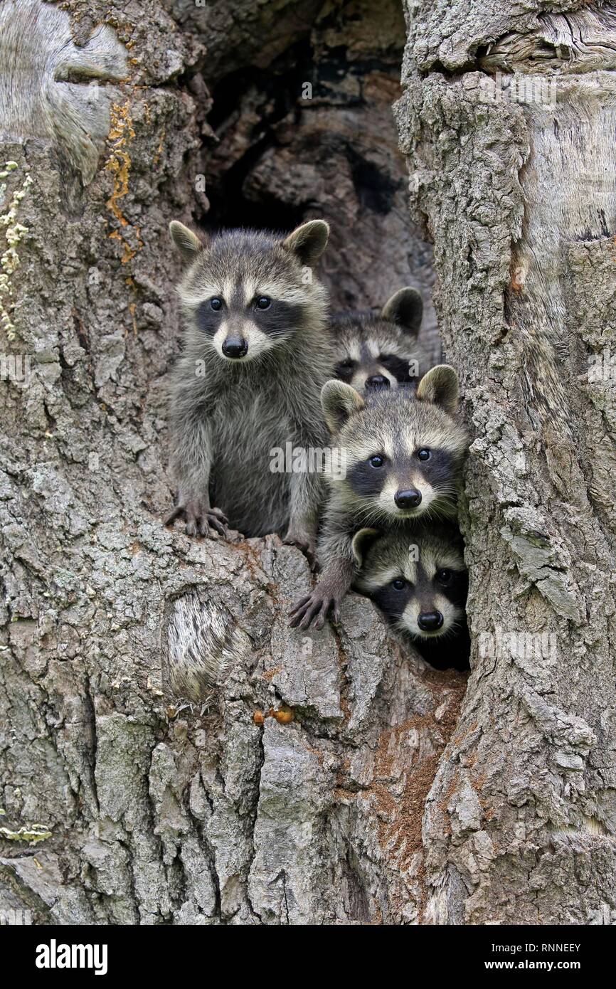 Three raccoons hi-res stock photography and images - Alamy