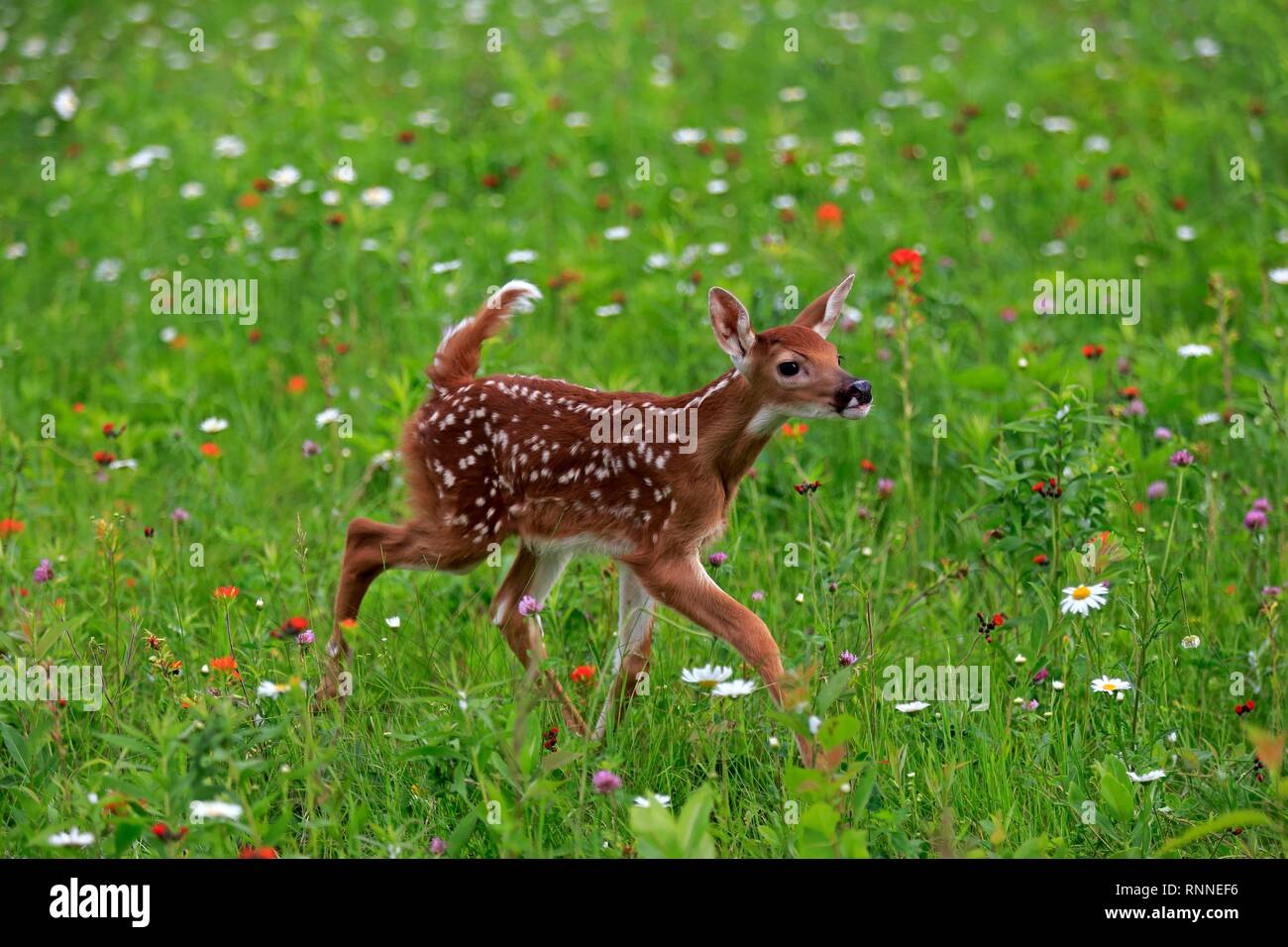 White-tailed deer (Odocoileus virginianus), young animal, ten days ...
