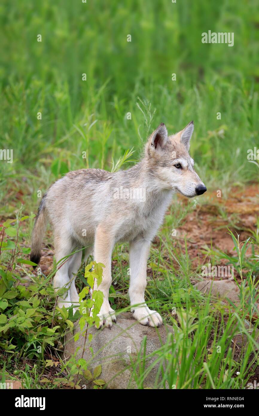 Gray wolf (Canis lupus), young animal in a meadow, Pine County ...