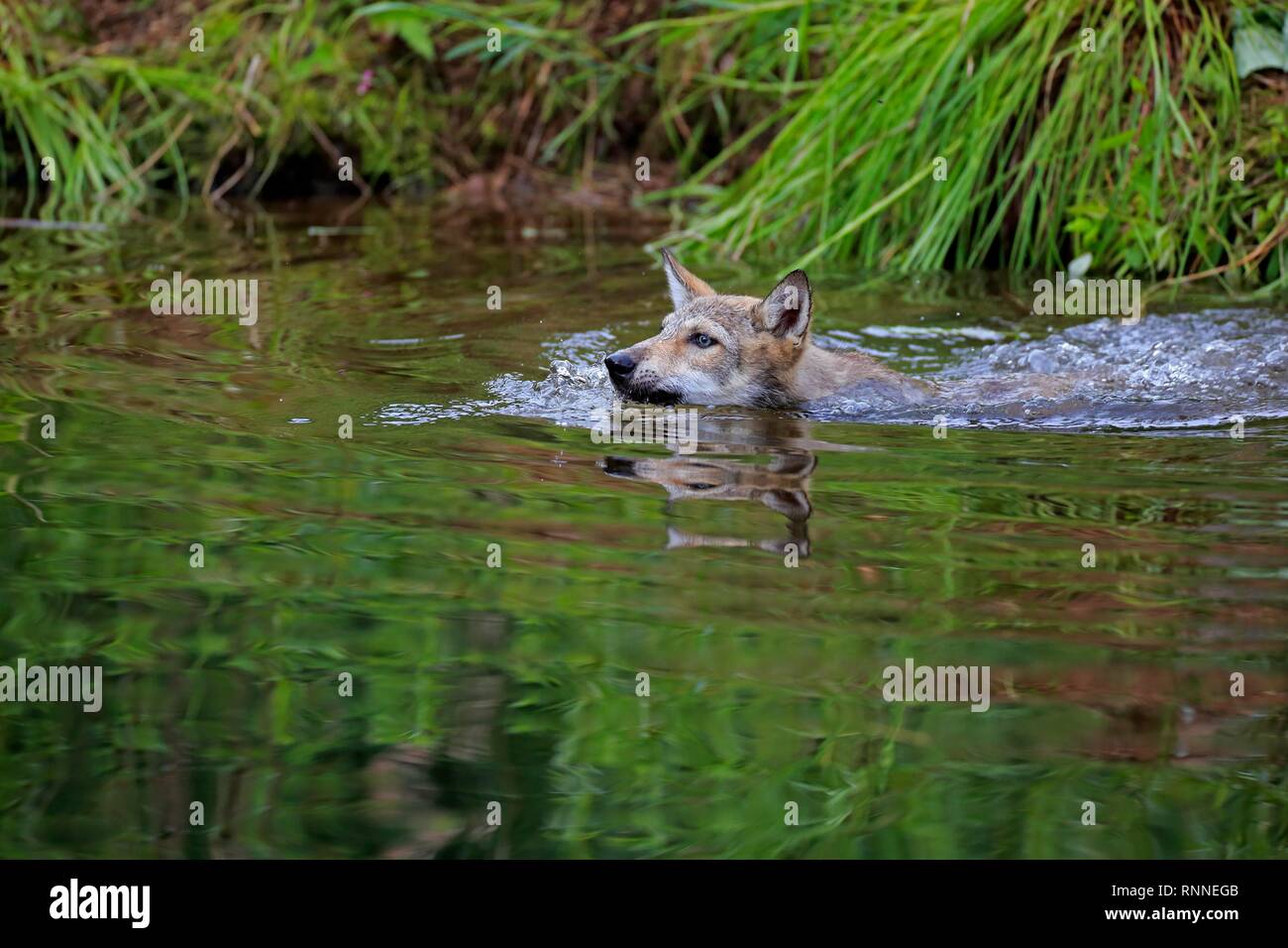 Gray wolf (Canis lupus), young animal swimming in water, Pine County ...