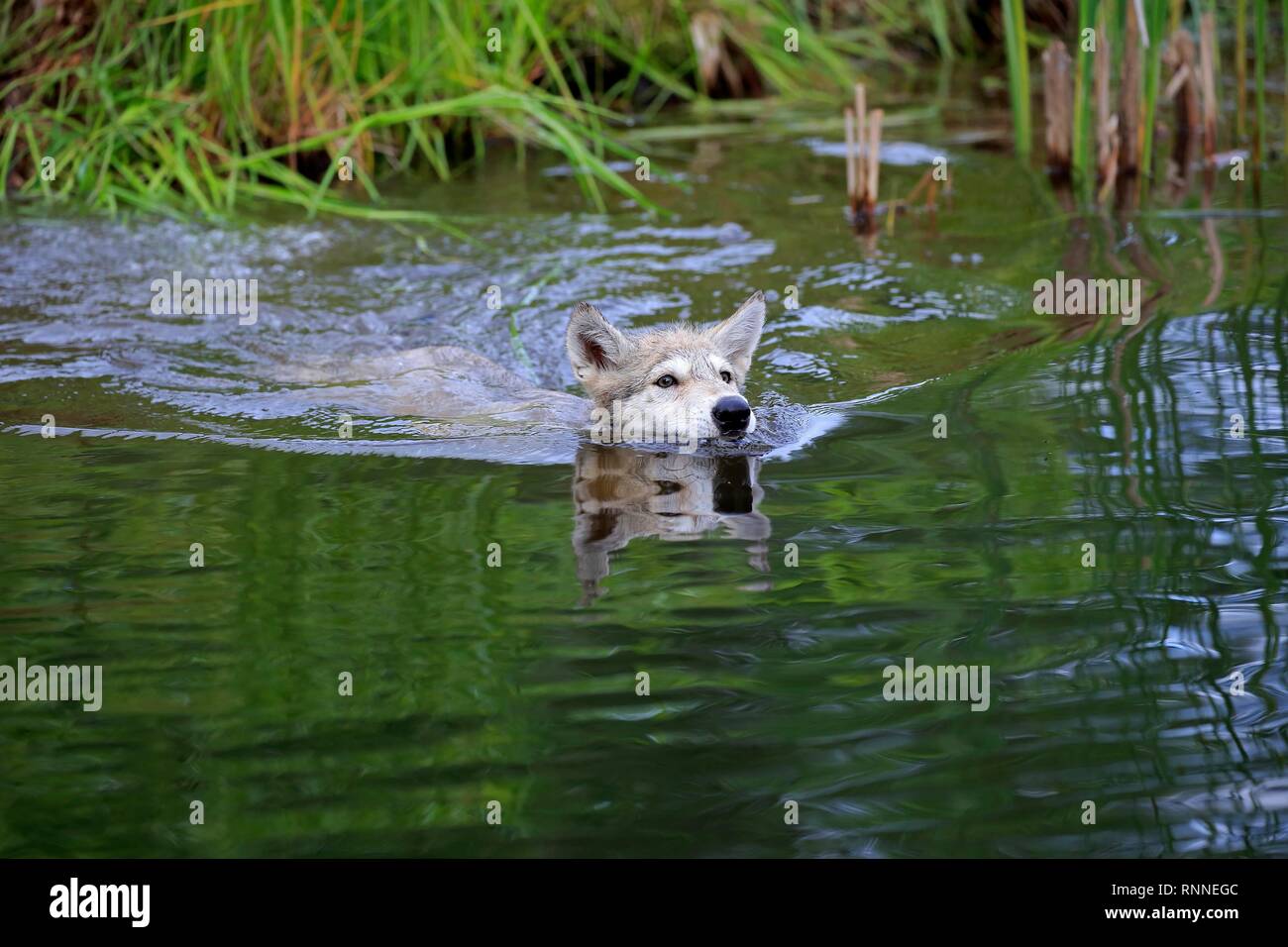 Gray wolf canis lupus in water hi-res stock photography and images - Alamy