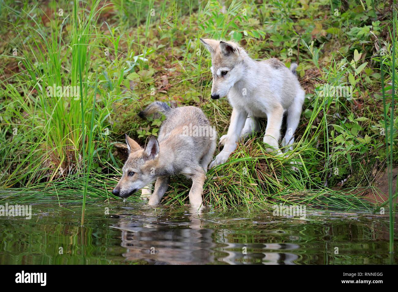 Minnesota wolves hi-res stock photography and images - Alamy