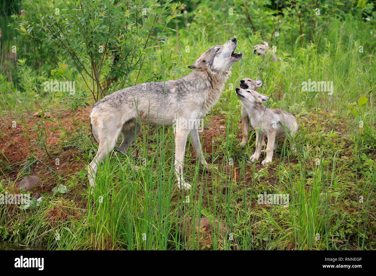 Gray wolves (Canis lupus), adult with young animals in a meadow ...