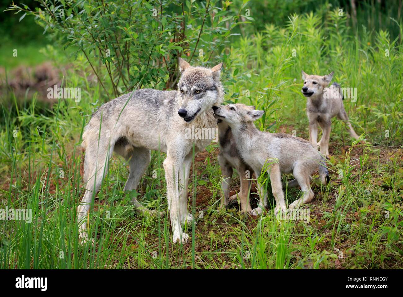 Gray wolves (Canis lupus), adult with young animals in a meadow, social ...